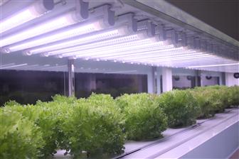 LED firms show increasing interest in horticultural lighting