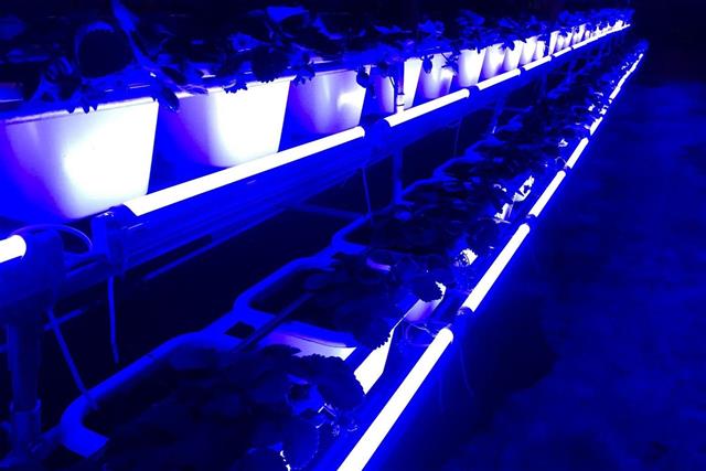 Everlight uses LED lighting to enhance color of strawberries